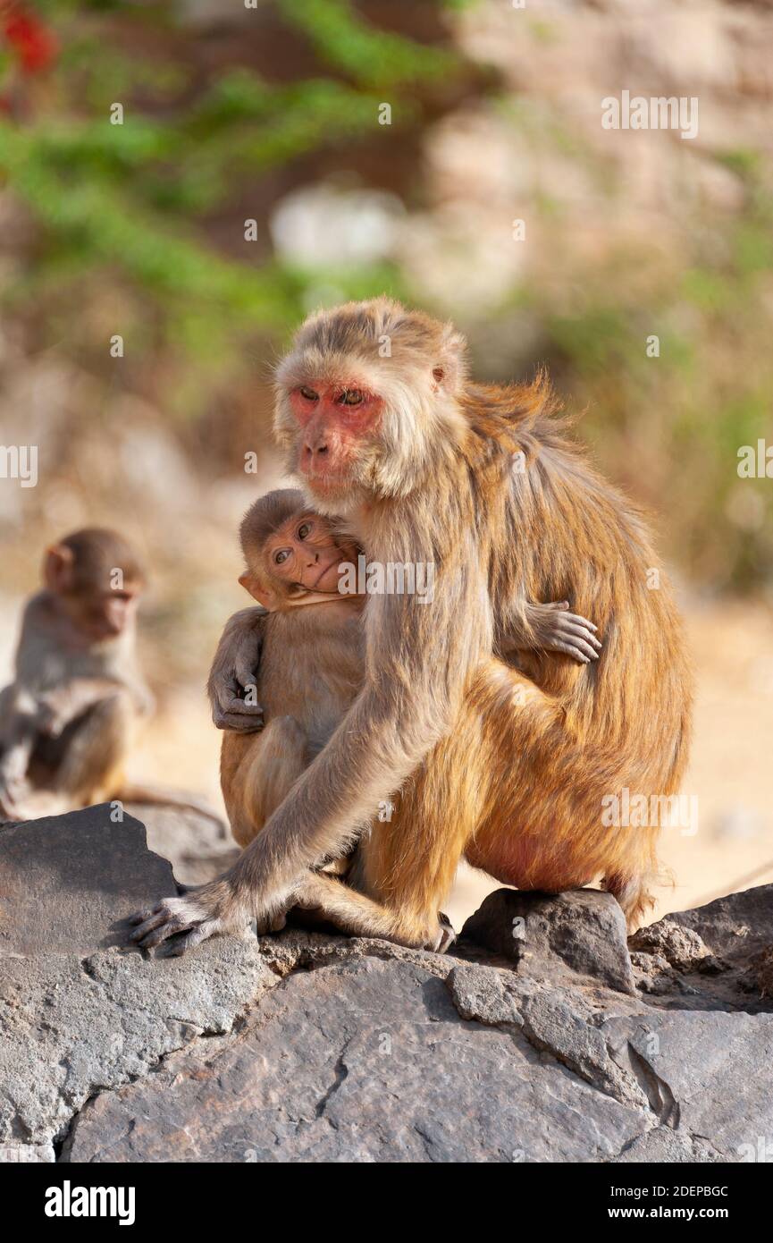 Mother monkey (Rhesus macaque) hugging her baby with another young ...