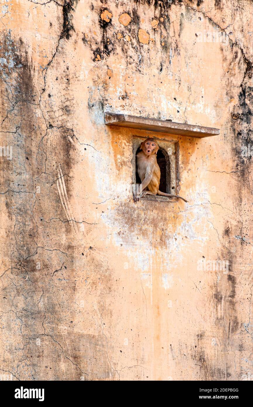 Canopy window hi-res stock photography and images - Alamy