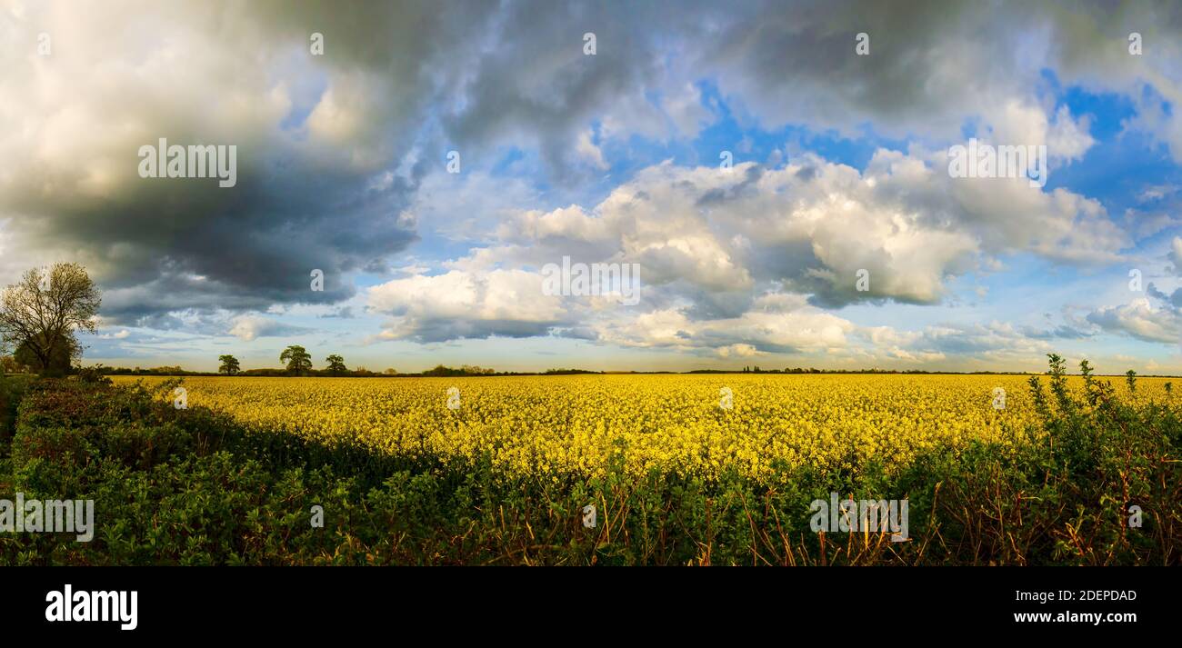 Panorama of blooming rapeseed field under a majestic sky. Rapeseed is ...