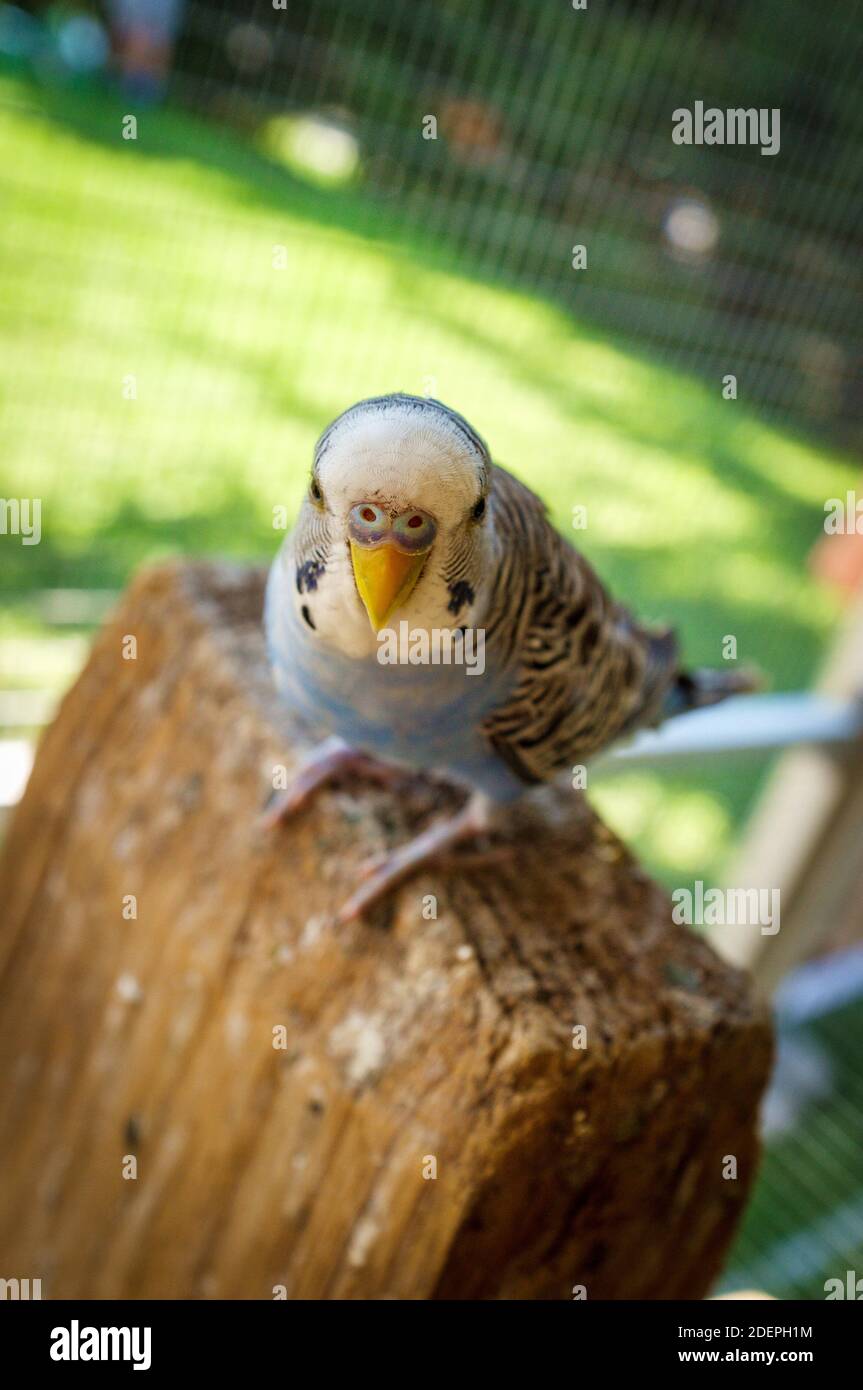 Friendly and colorful pet parakeet in bird cage outside Stock Photo - Alamy