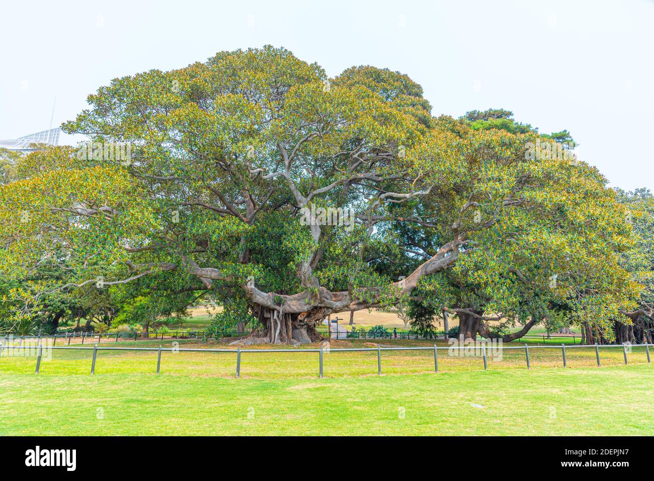 Sydney botanical garden in Australia Stock Photo - Alamy