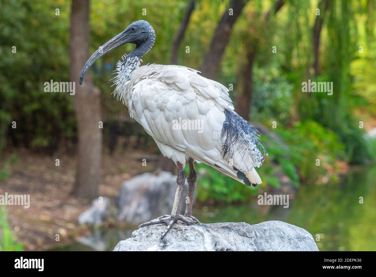 Bin chicken hi-res stock photography and images - Alamy