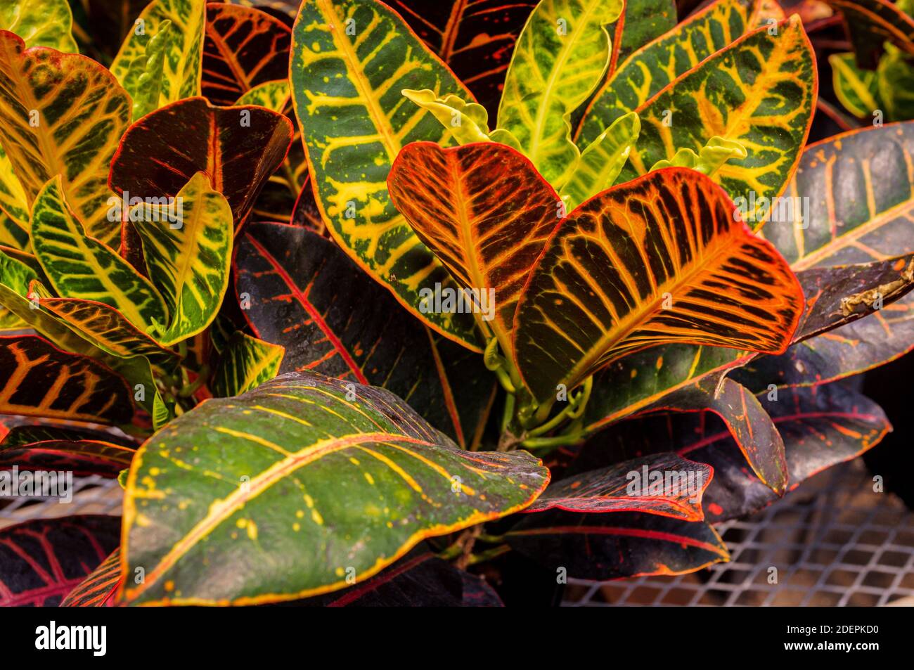 Closeup variegated foliage croton petra plant colored red and green ...
