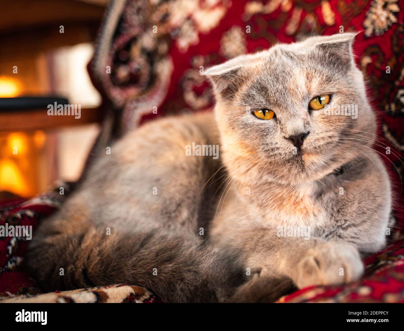 Tortoise british cat rest on the red sofa Stock Photo - Alamy