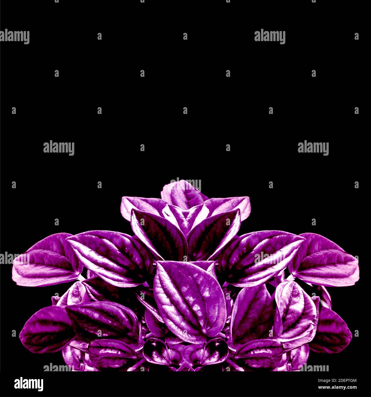 Abstract amethyst ultraviolet plant leaves. Isolated background with ...