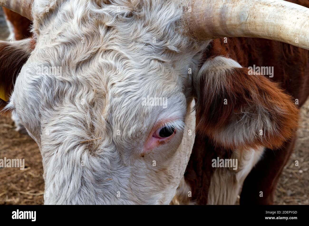 Close-up of bull head in farmland in summer with identification tally ...