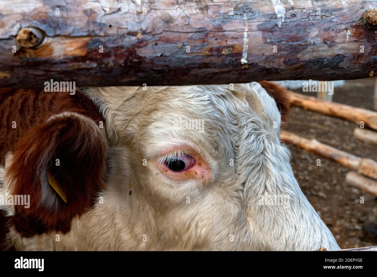 Close-up of bull head in farmland in summer with identification tally ...