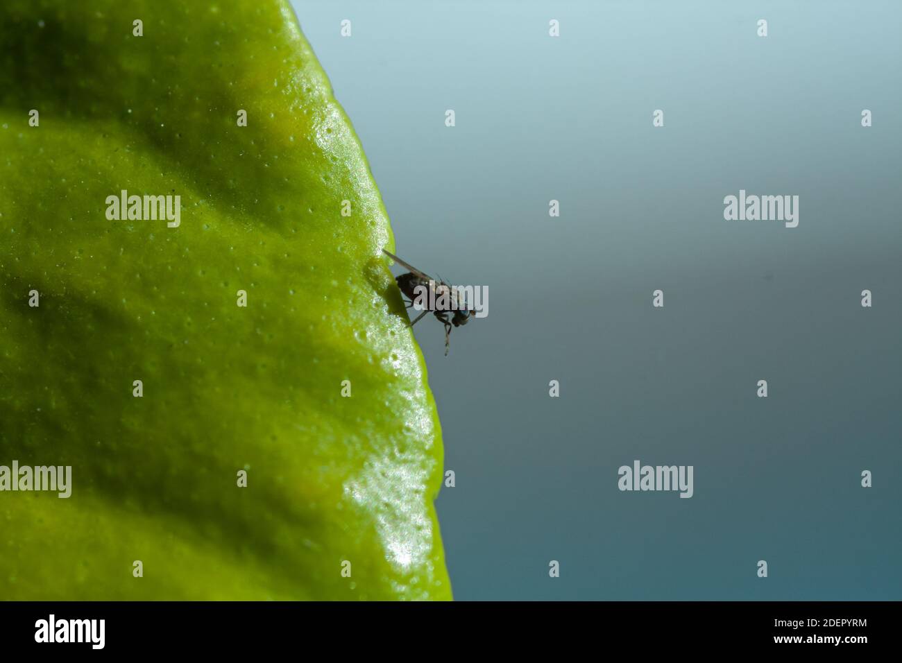 Small fly on the edge of a lemon tree leaf Stock Photo - Alamy