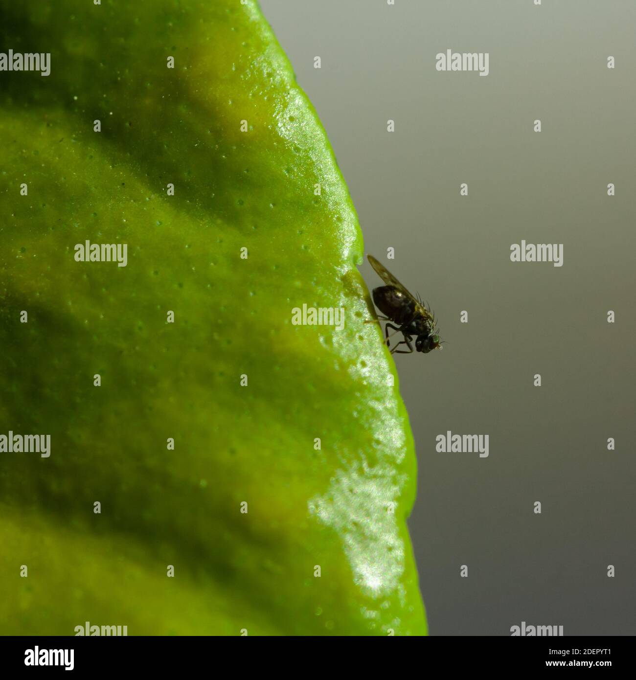 Small fly on the edge of a lemon tree leaf Stock Photo - Alamy