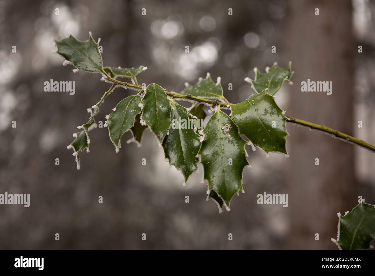 Frozen holly tree hi-res stock photography and images - Alamy