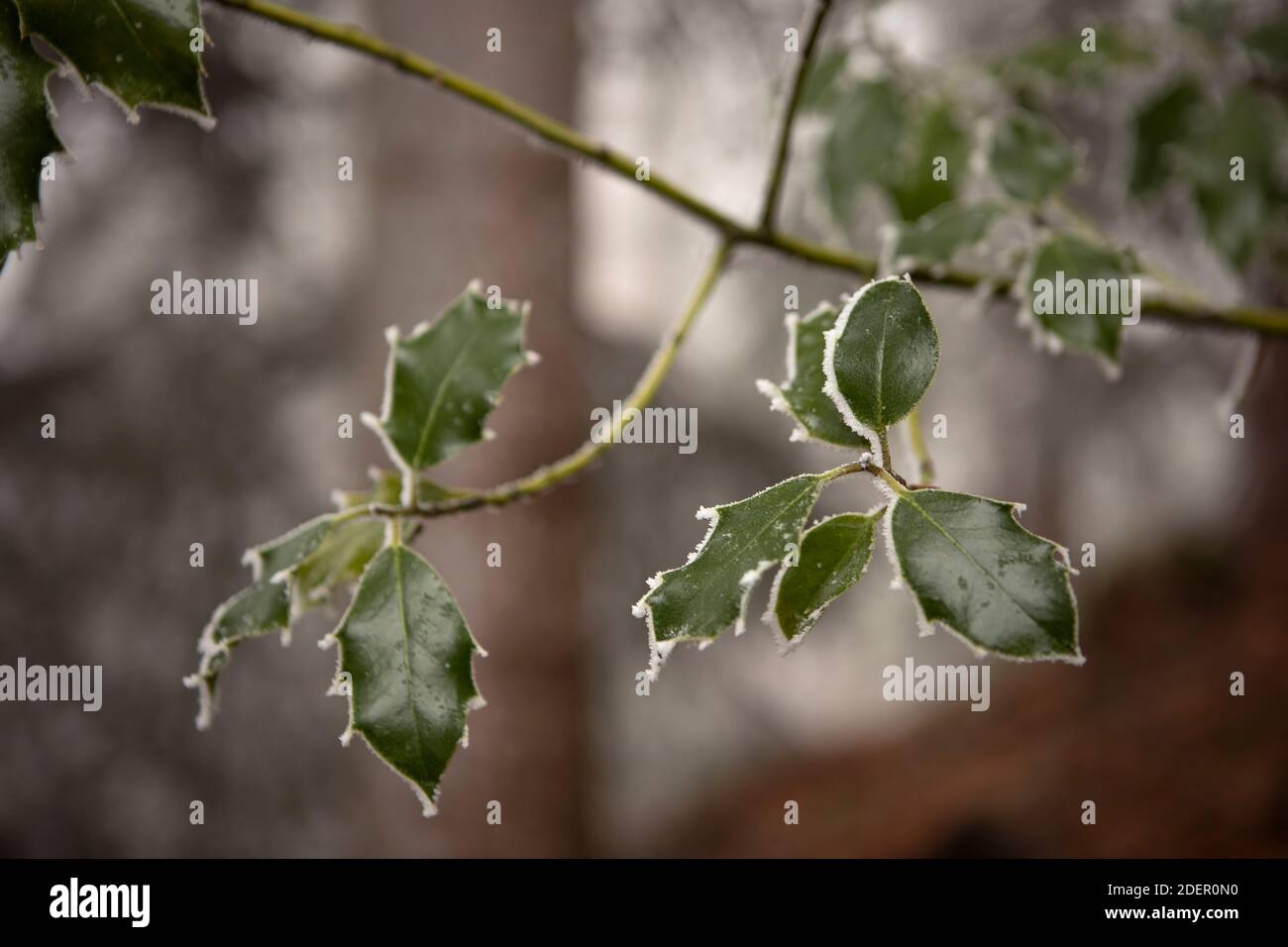 Frozen holly tree hi-res stock photography and images - Alamy