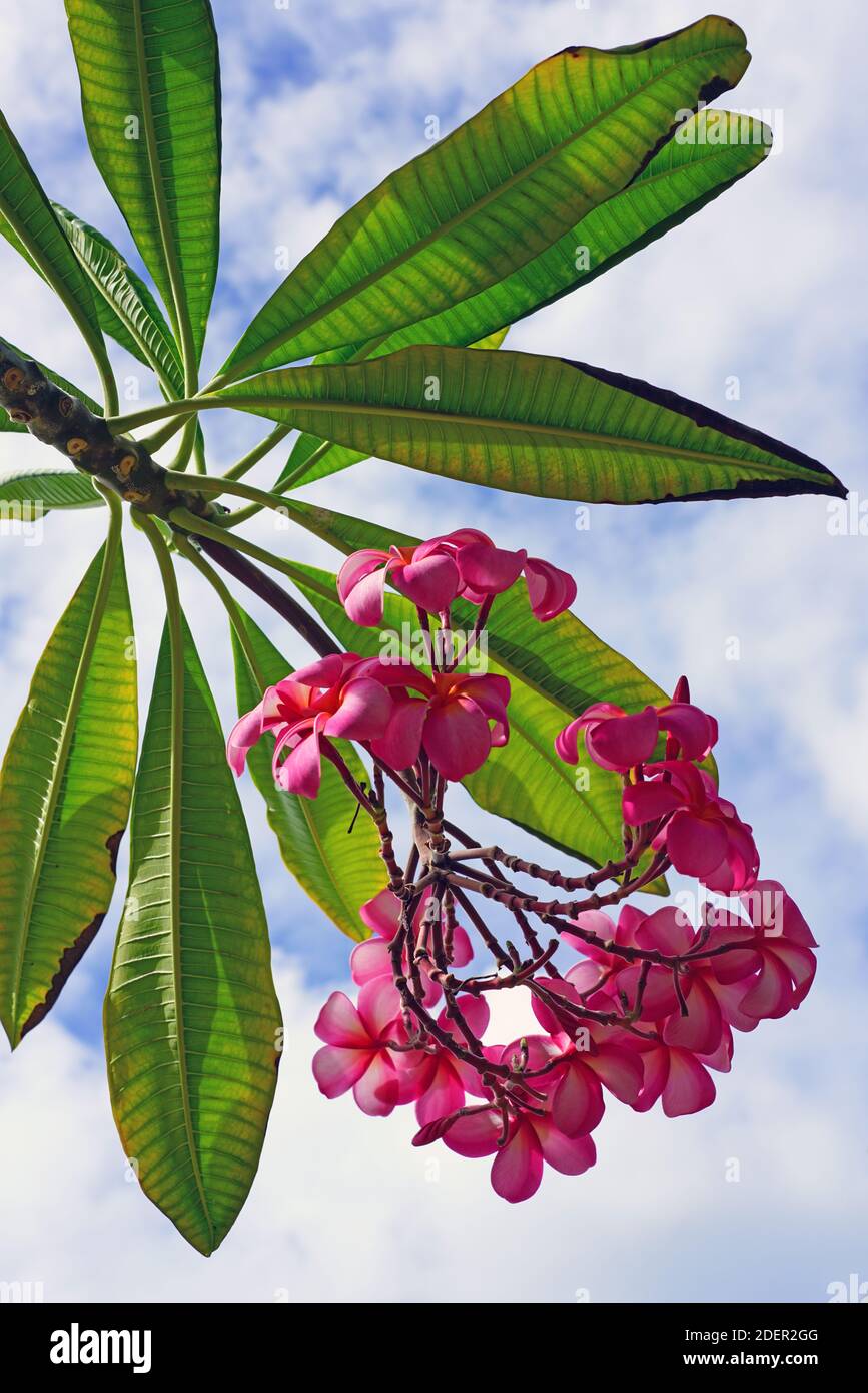 Fragrant blossoms of white and pink frangipani flowers, also called ...