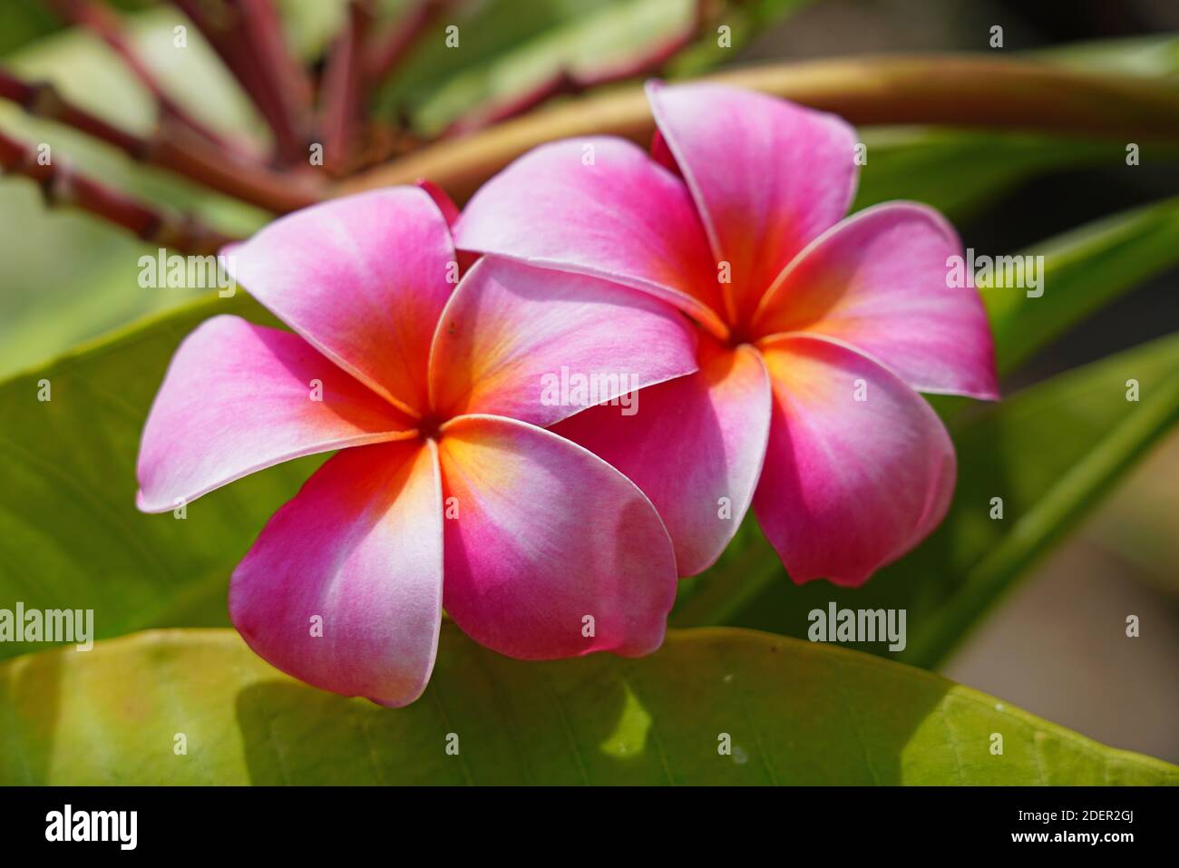 Fragrant blossoms of white and pink frangipani flowers, also called ...