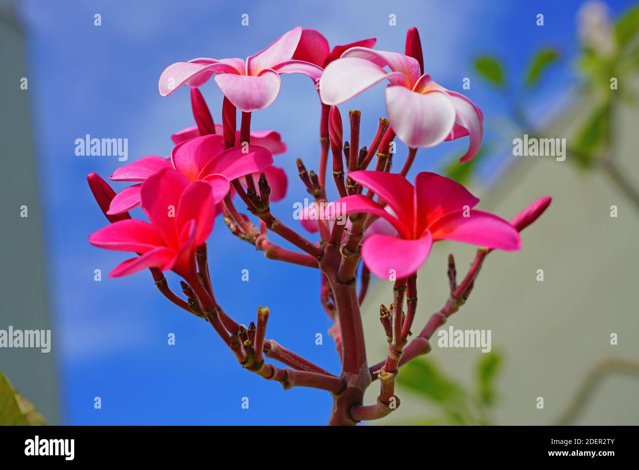 Fragrant blossoms of white and pink frangipani flowers, also called ...