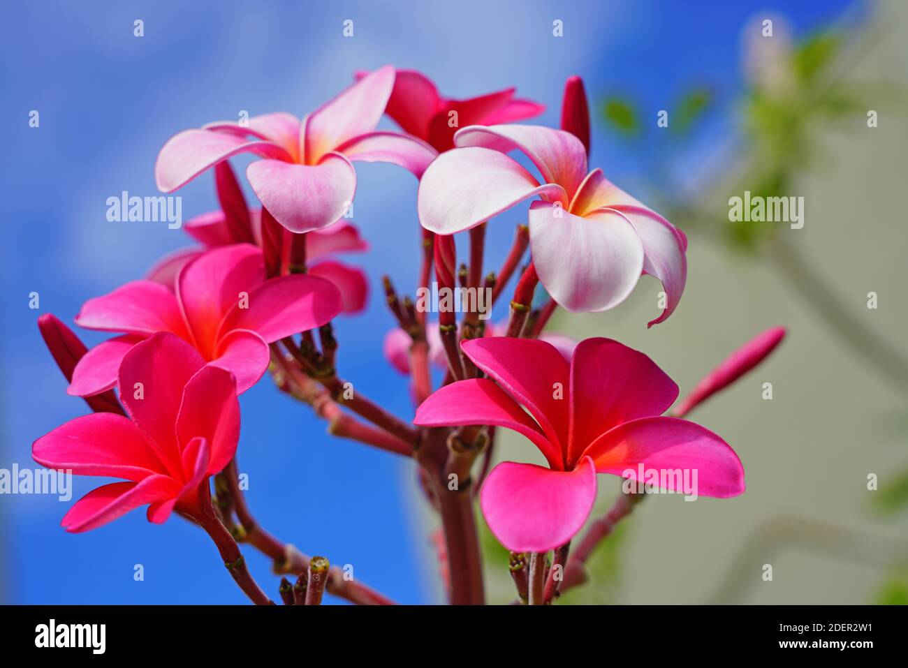 Fragrant blossoms of white and pink frangipani flowers, also called ...