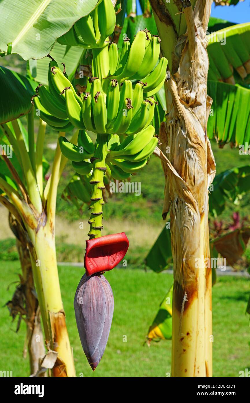 Plantain Banana Tree