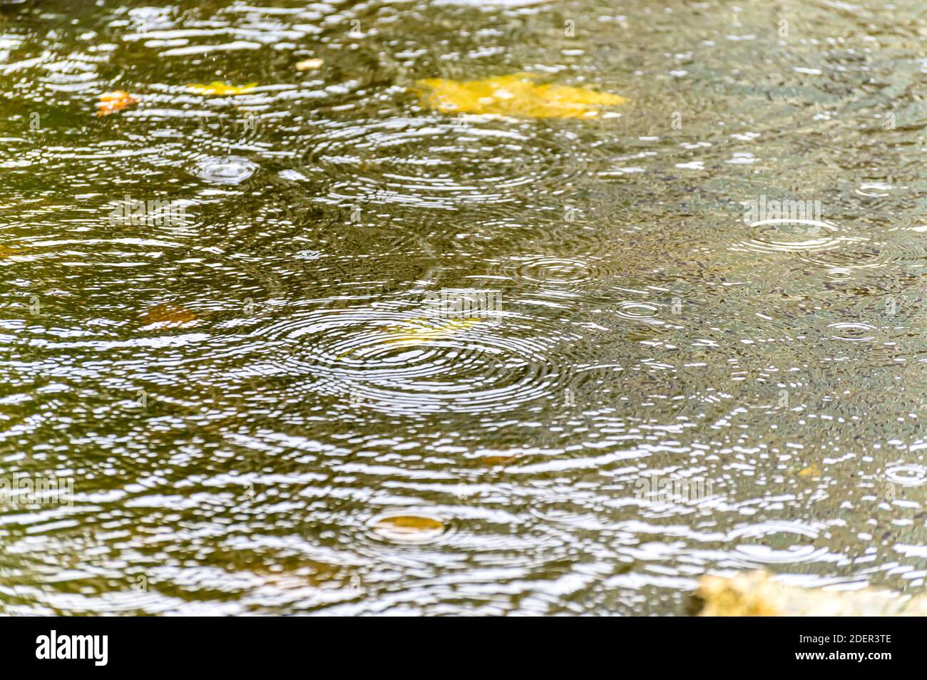 Pond surface during rain in autumn. Drops fall onto the surface of the ...