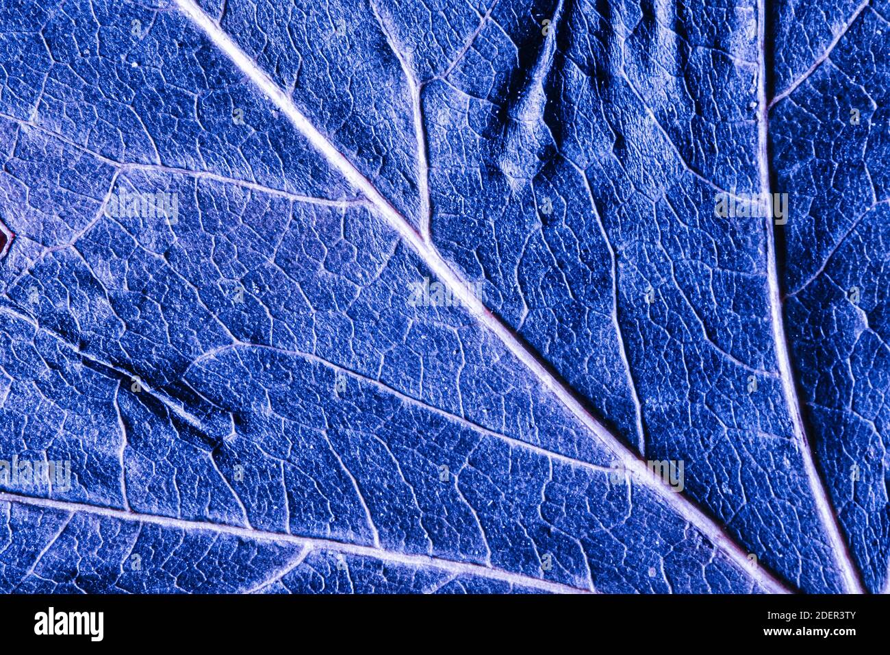 blue colored dry maple leaf with a beautiful texture. Leaf surface ...