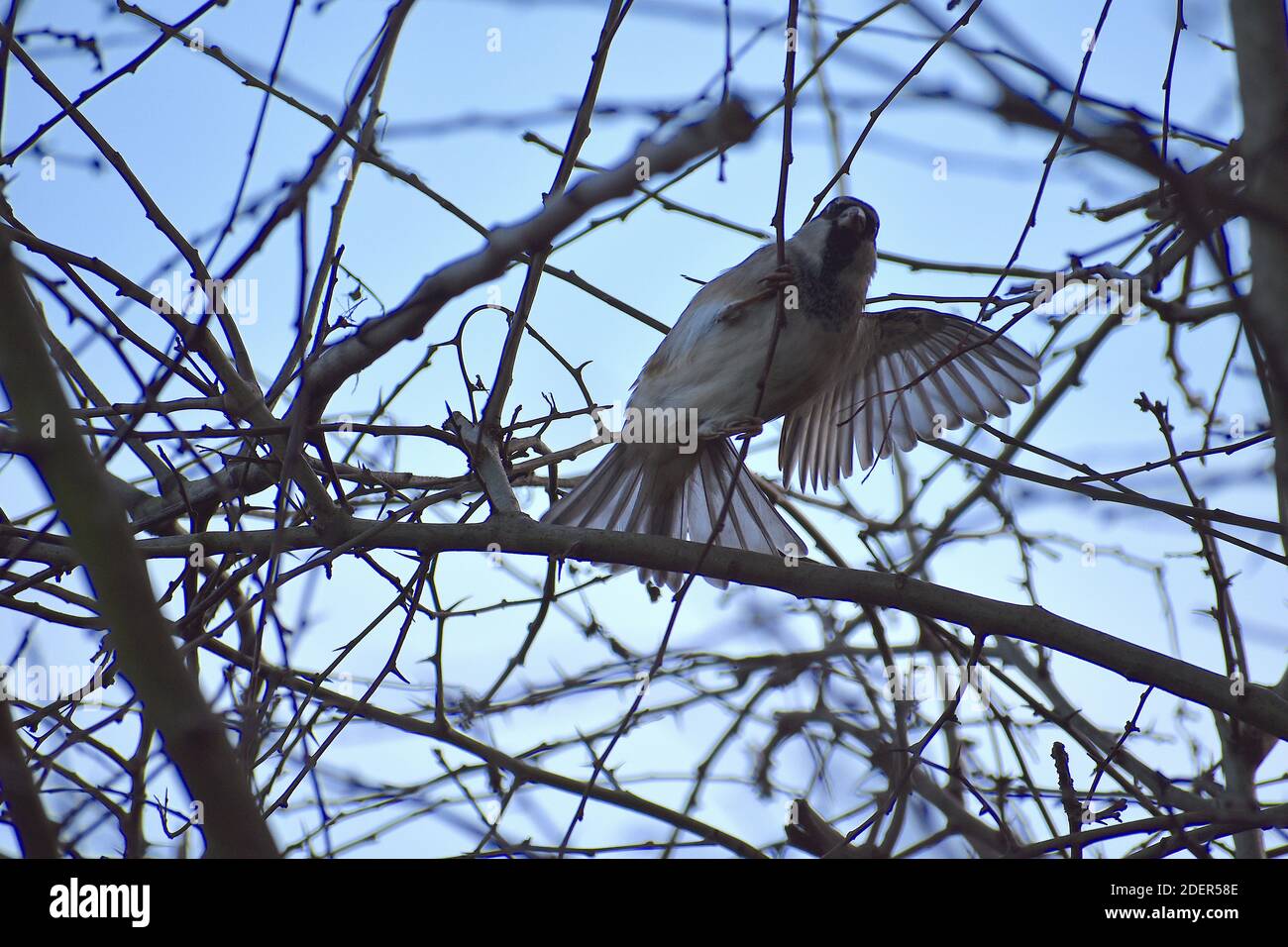 House sparrow flapping wings Its stubby sharp cone-shaped beak crushes ...
