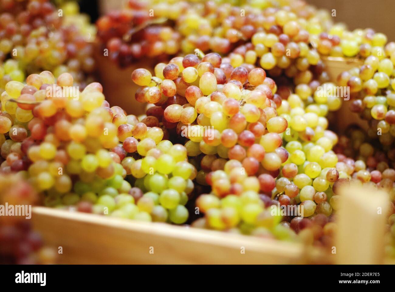 Grapes harvest red boxes hi-res stock photography and images - Alamy