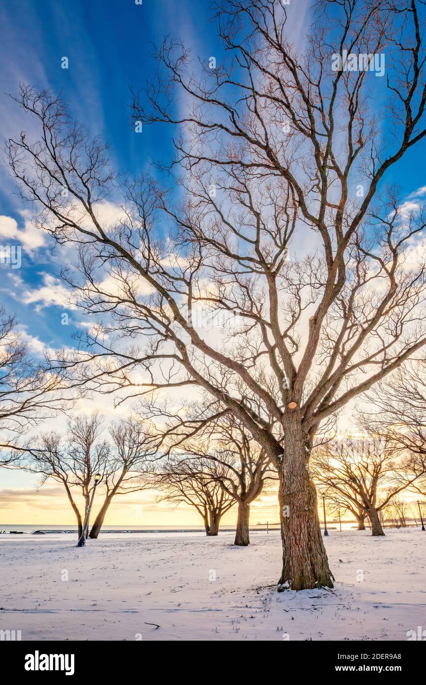 Trees during winter on the lakeshore in Toronto, Canada Stock Photo - Alamy