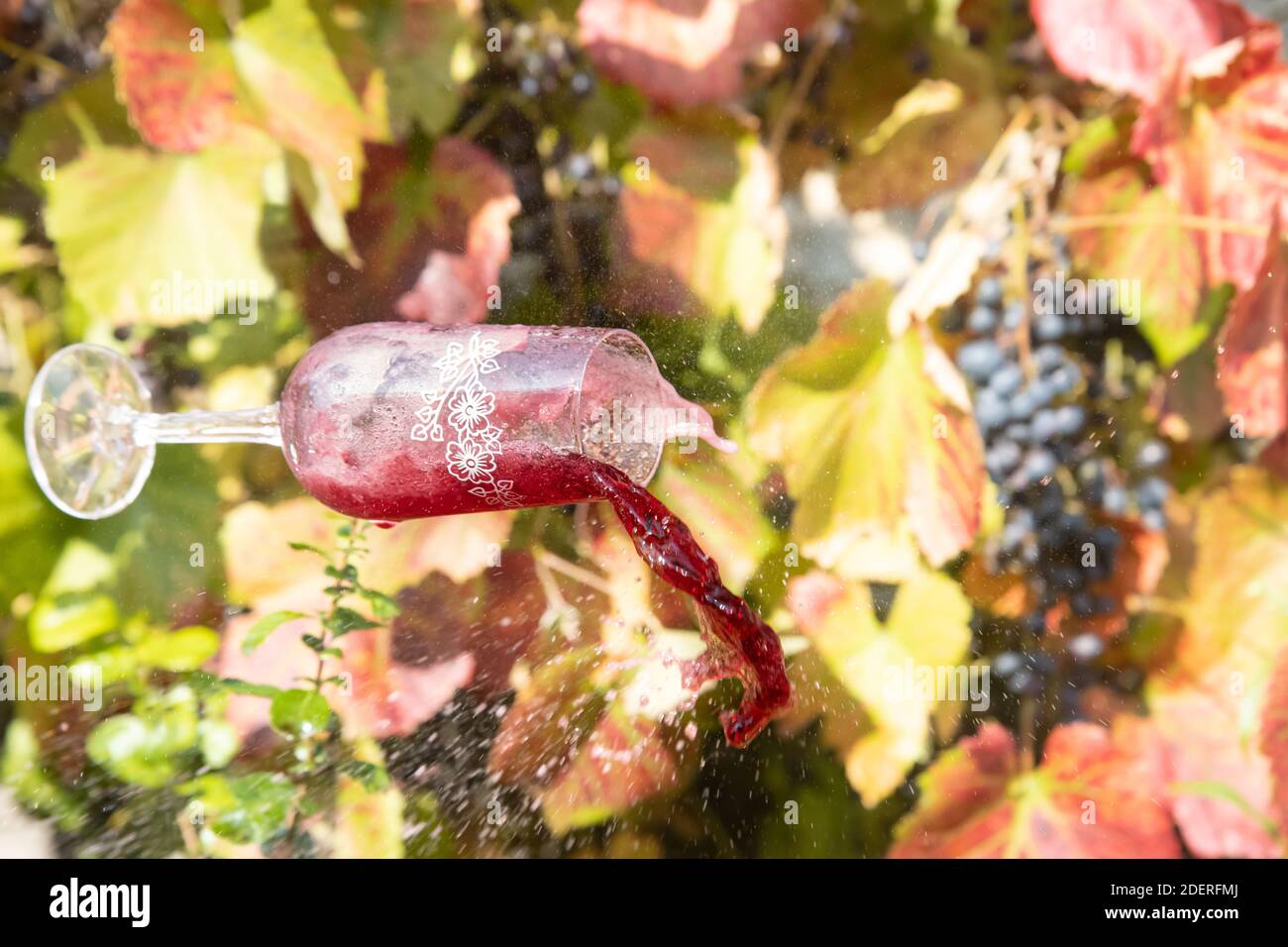 Glass with red wine falls on the background of a vineyard with grapes ...