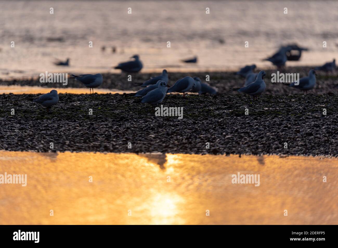 Foreshore zone hi-res stock photography and images - Alamy