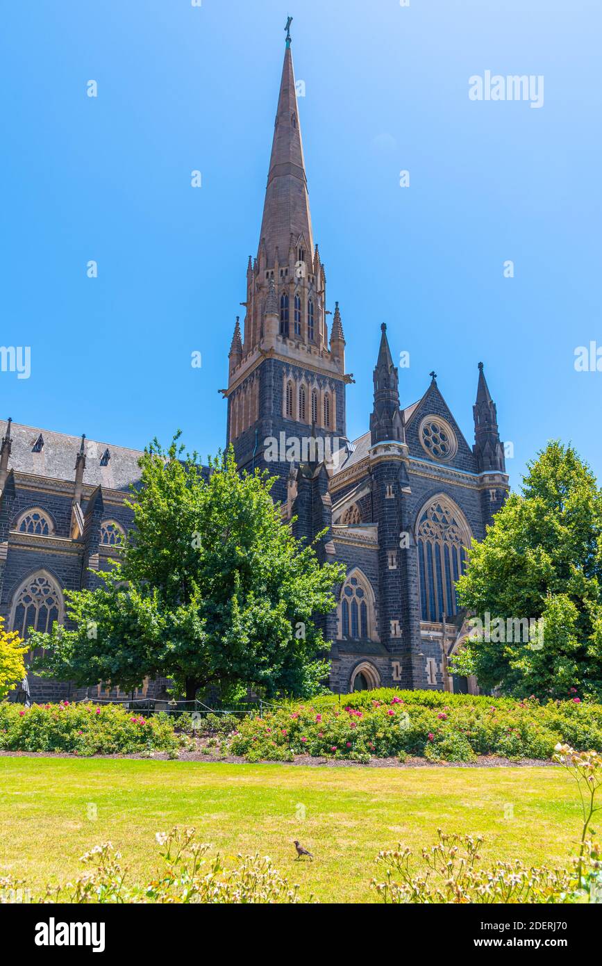 Saint Patrick cathedral in Melbourne, Australia Stock Photo - Alamy