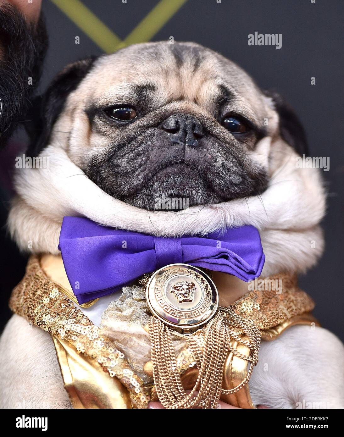 Doug the Pug attends the 2019 E! People's Choice Awards at Barker ...