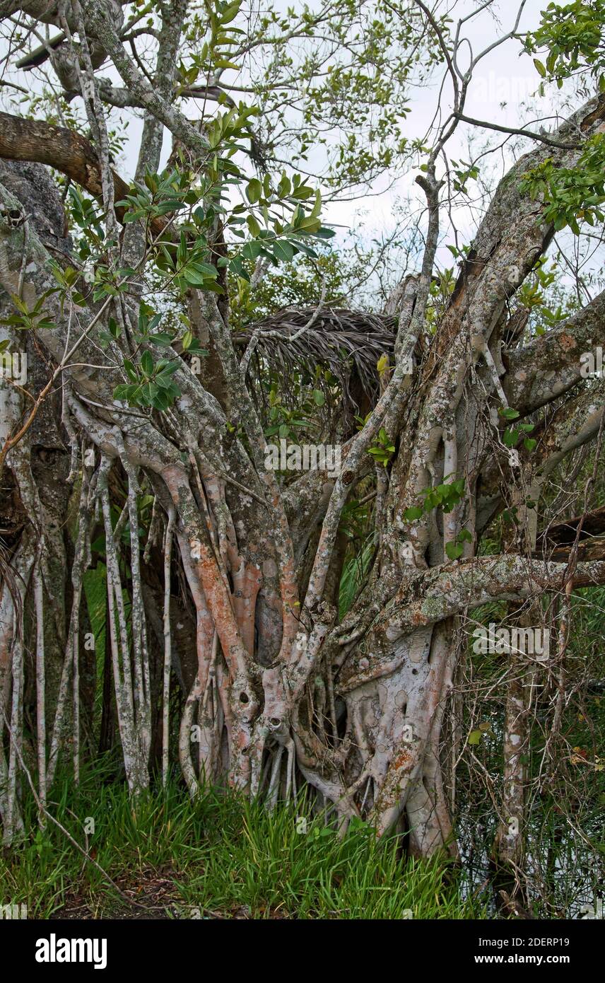 strangler fig tree, host, woods, rough bark, nature, Anhinga Trail ...