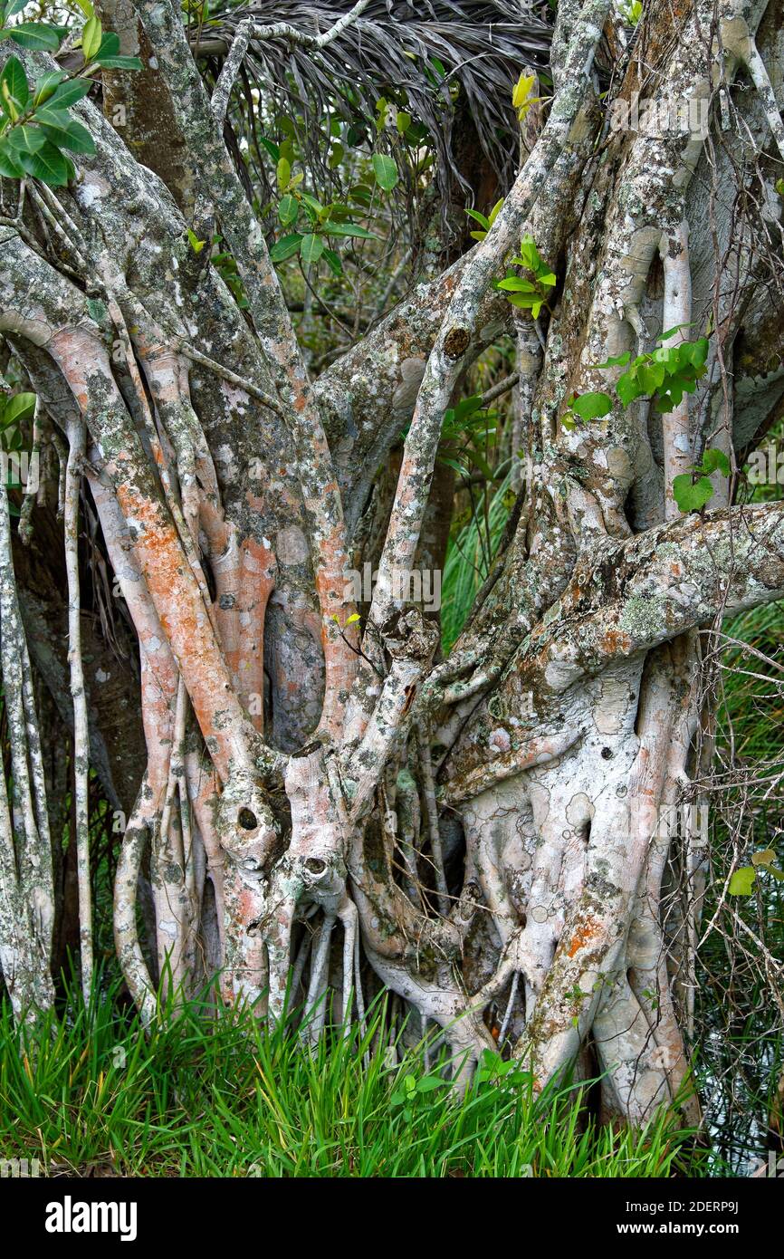 Strangler Fig Tree High Resolution Stock Photography and Images - Alamy