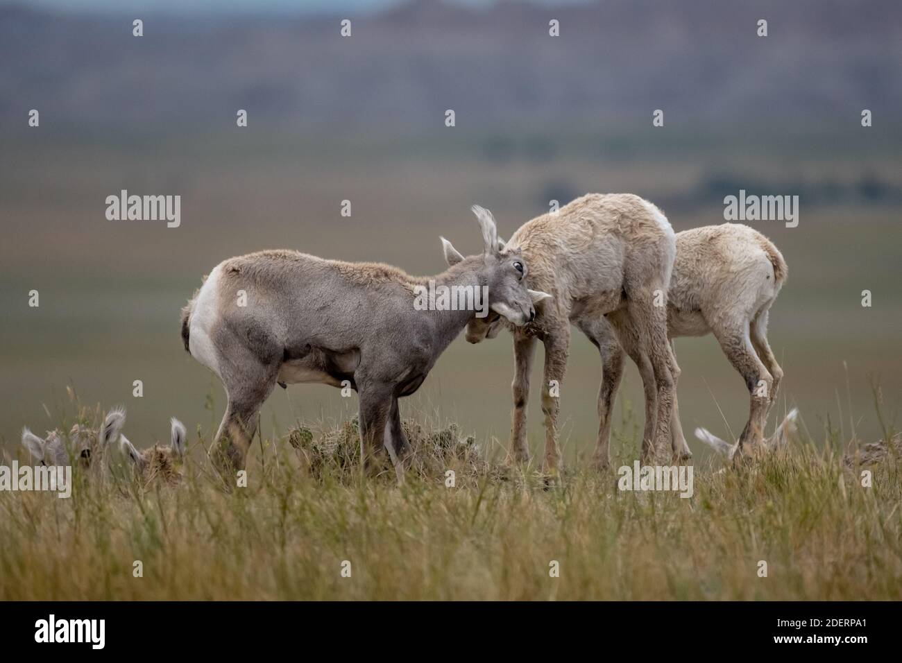 Two young bighorn sheep fighting hi-res stock photography and images ...