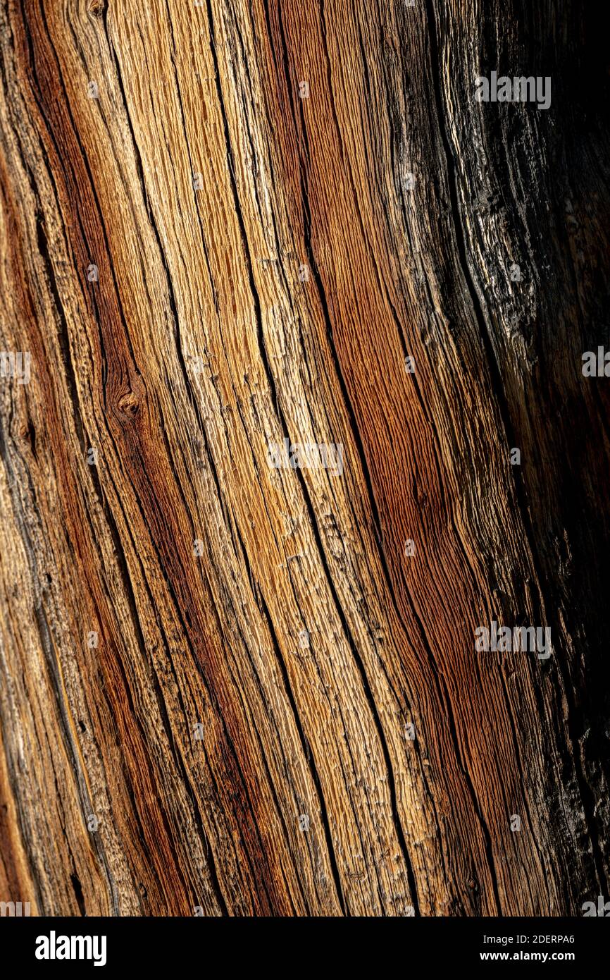 Great basin national park detail hi-res stock photography and images ...