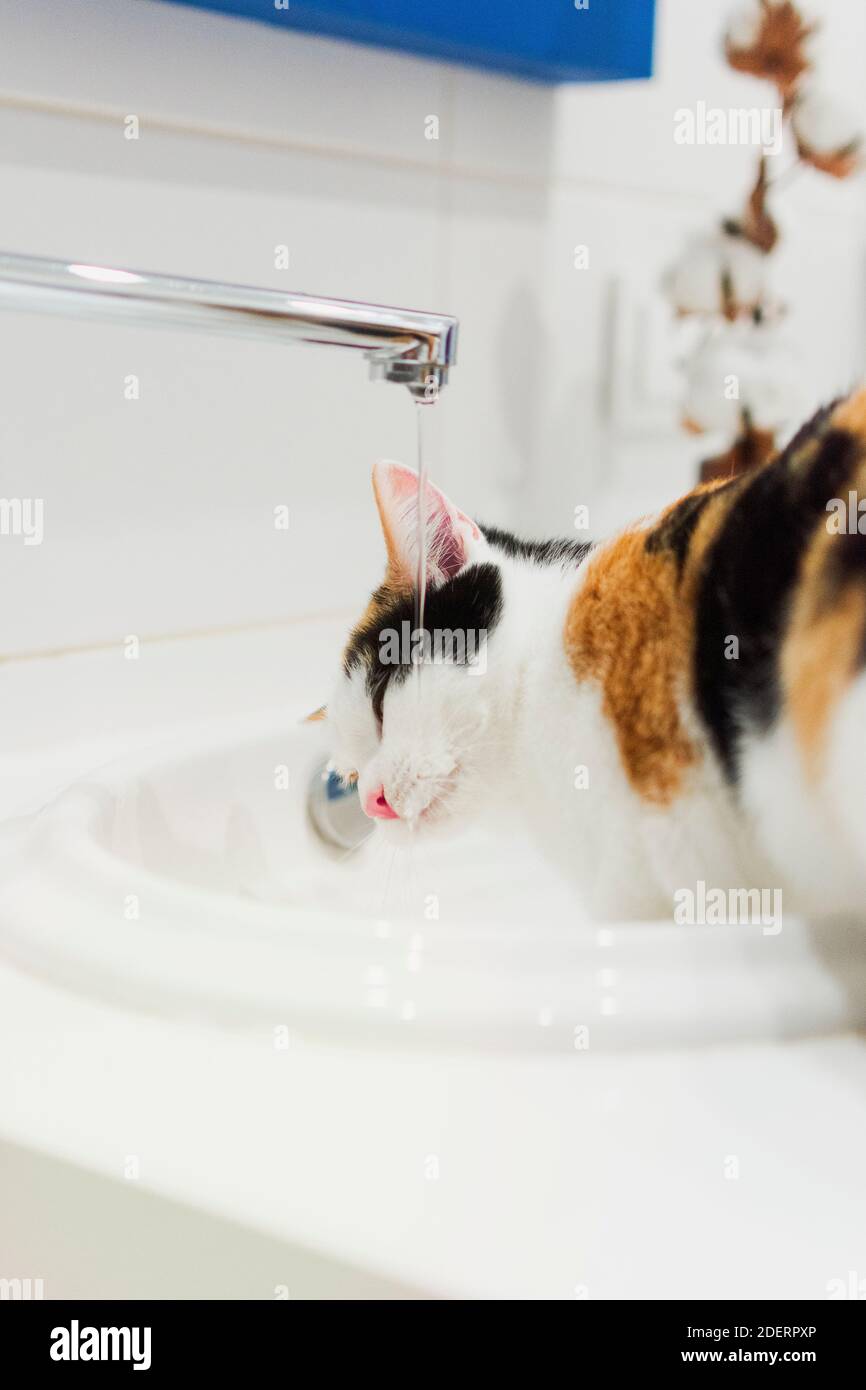Faucet cat hi-res stock photography and images - Alamy