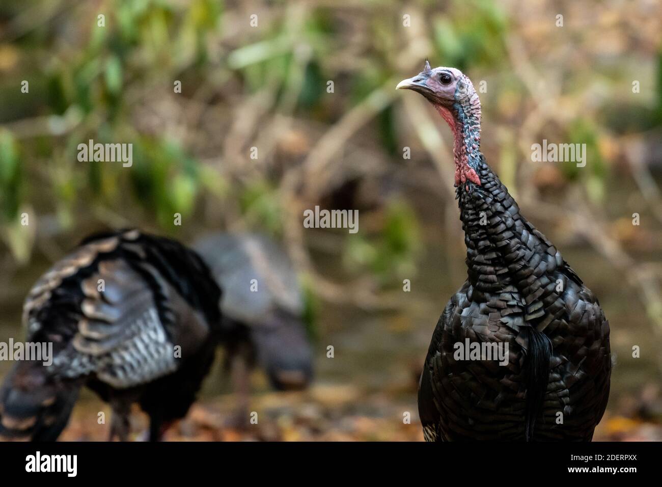 Wild Turkey Looking Up from grazing in Great Smoky Mountains National ...