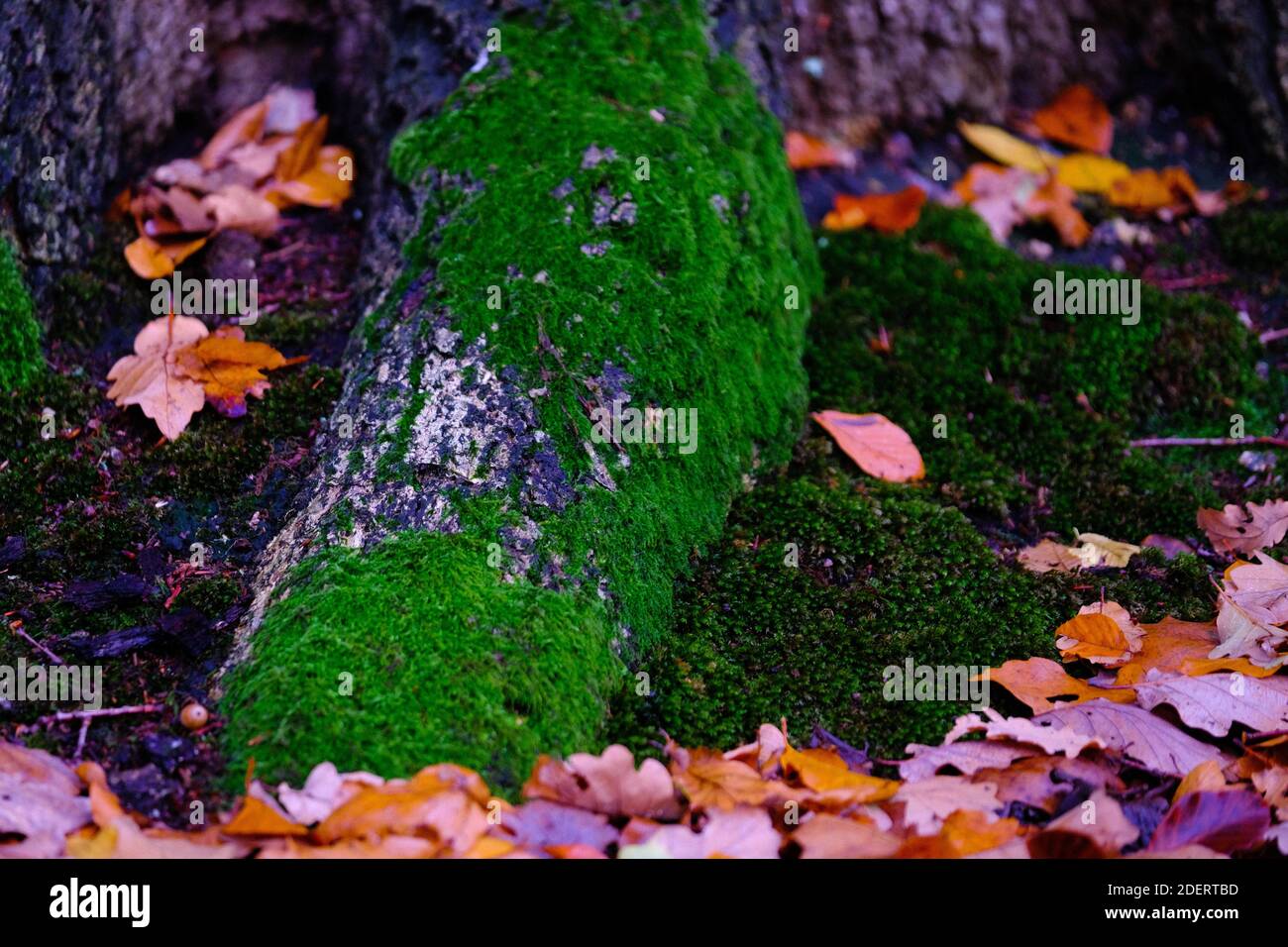 Autumn atmosphere in the forest of Meudon, France on November 14, 2019 ...