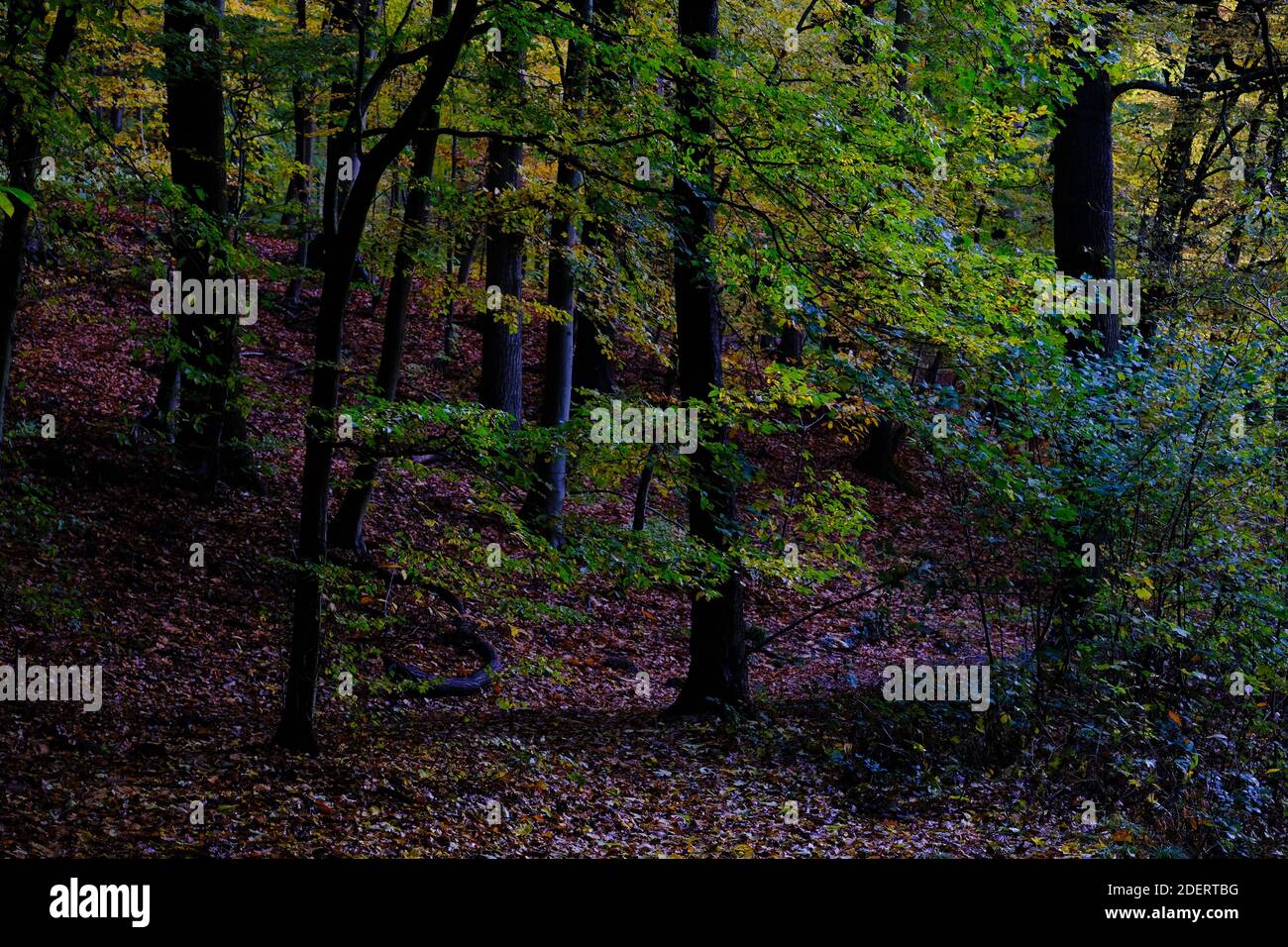 Autumn atmosphere in the forest of Meudon, France on November 14, 2019 ...