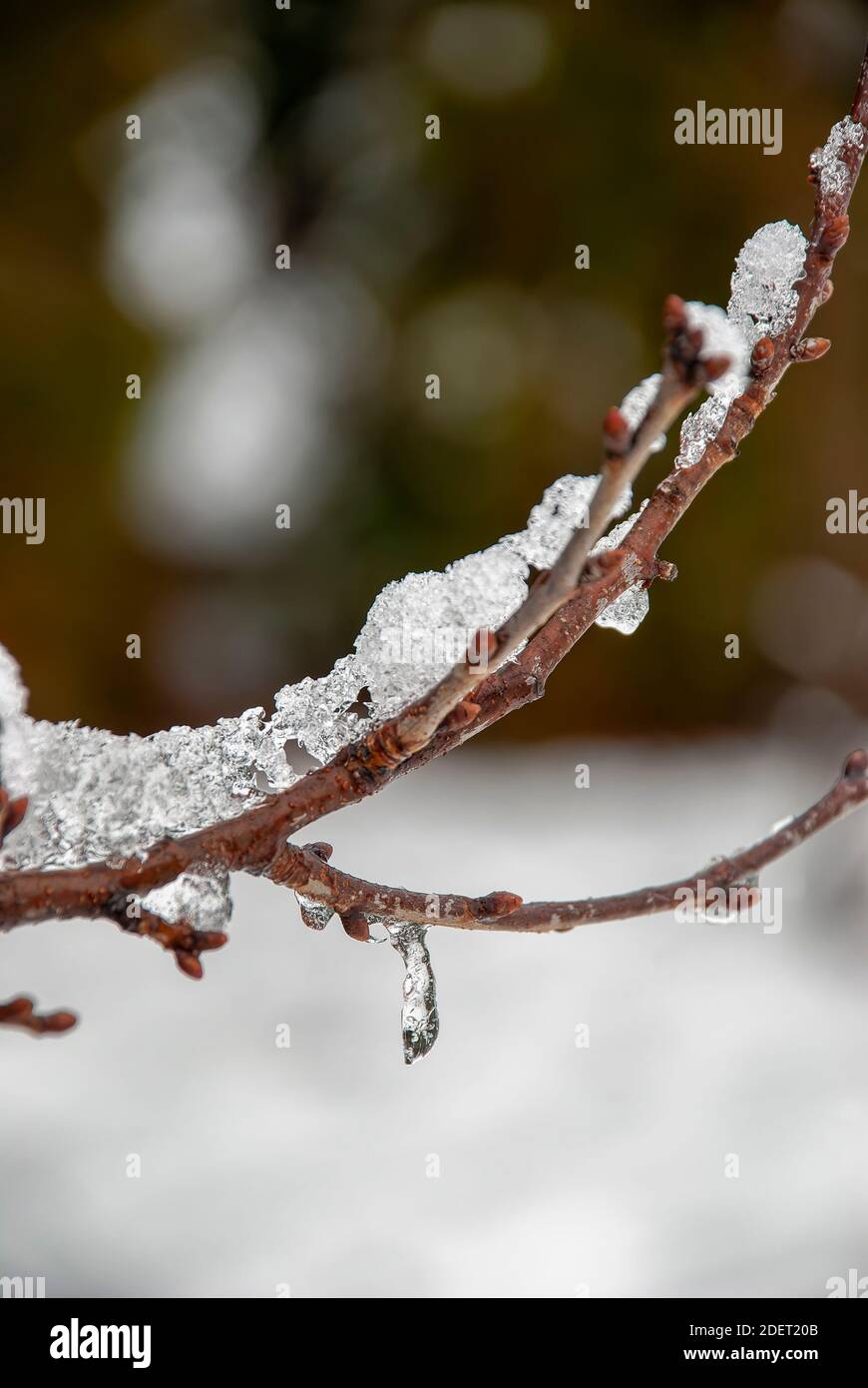 frozen garden - ice on a twig Stock Photo - Alamy