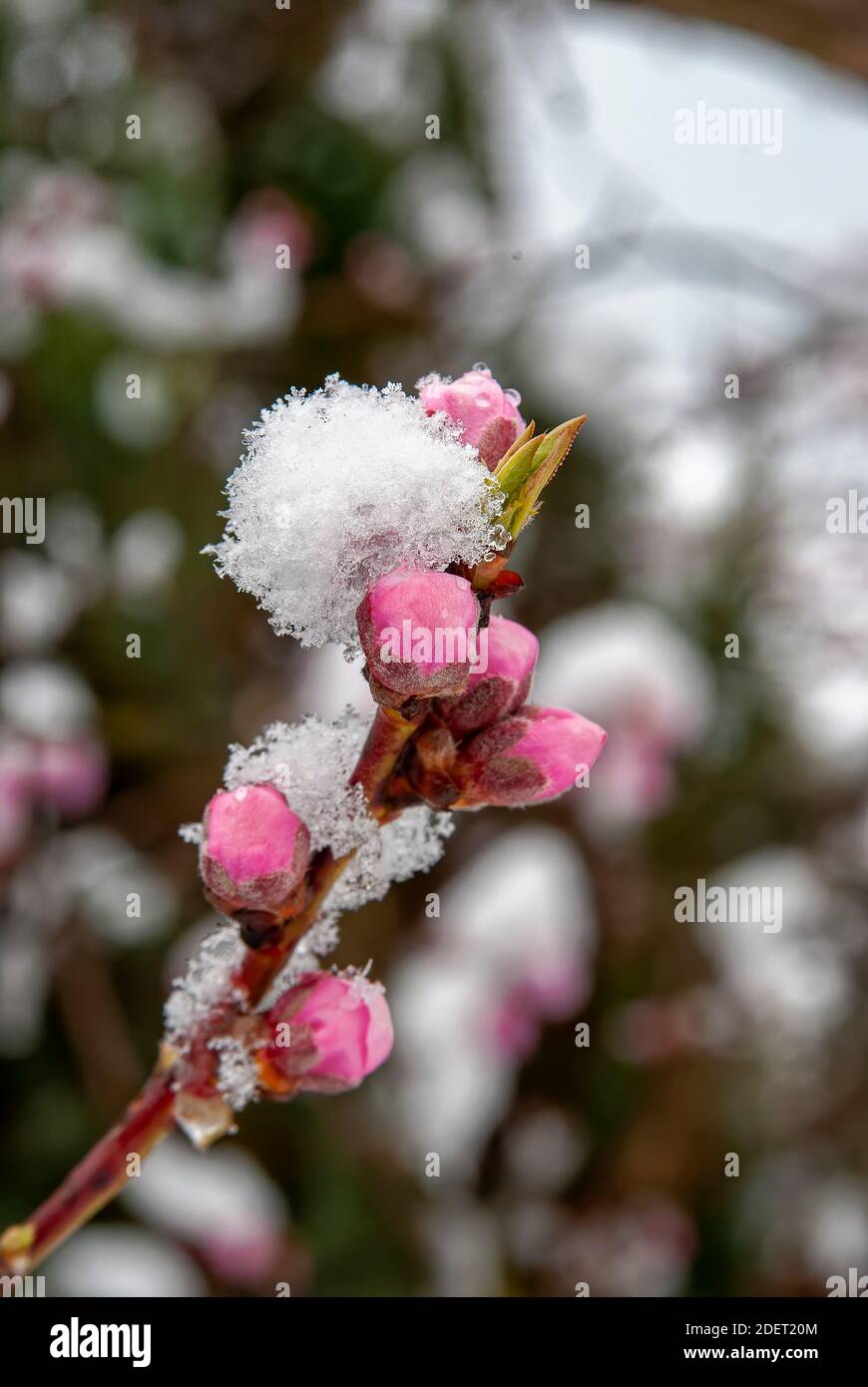 peach buds and frozen snow - a twig of peach buds covered with frozen ...