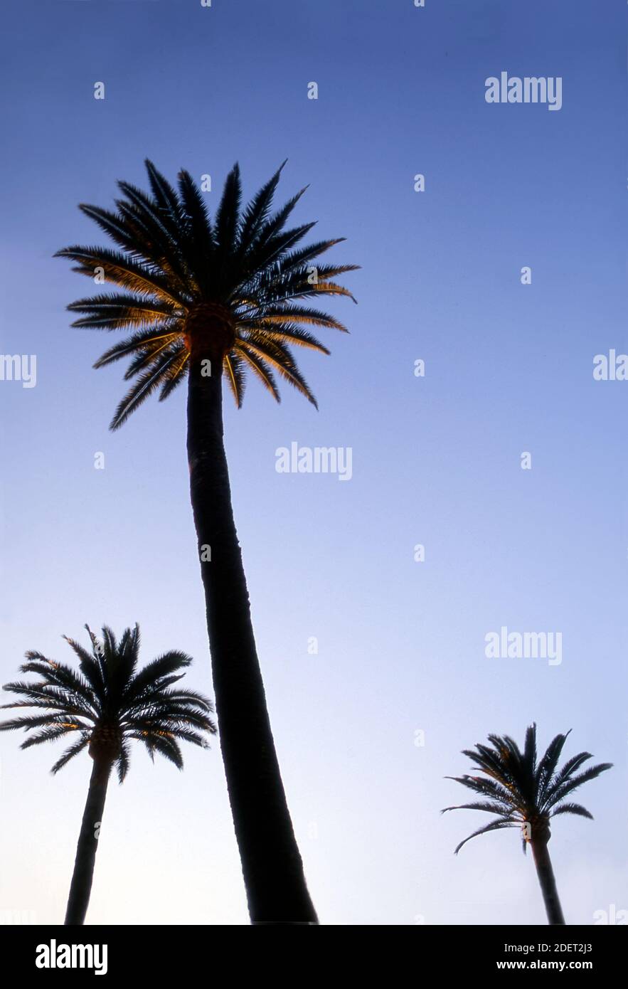 Three Palm Trees Stock Photo - Alamy