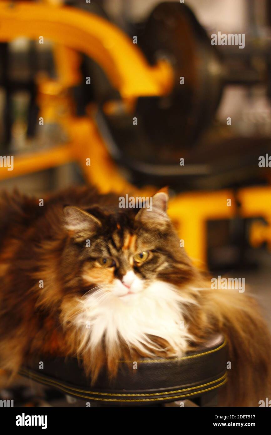 Maine Coon Cat on Home Exercise Gym Stock Photo - Alamy