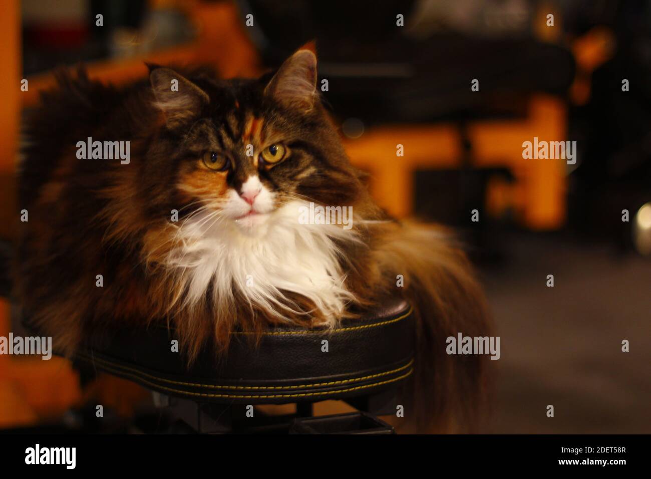 Maine Coon Cat on Home Exercise Gym Stock Photo - Alamy