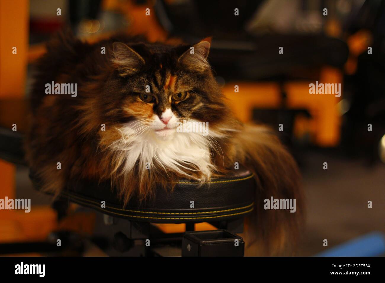 Maine Coon Cat on Home Exercise Gym Stock Photo - Alamy