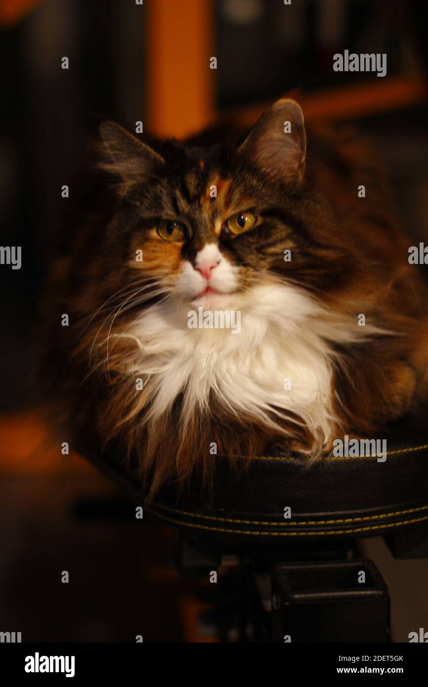 Maine Coon Cat on Home Exercise Gym Stock Photo - Alamy