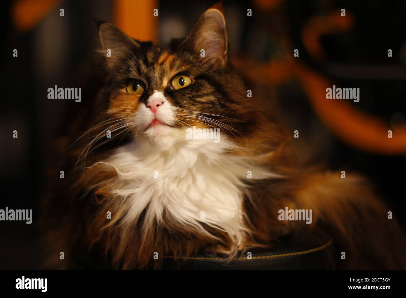 Maine Coon Cat on Home Exercise Gym Stock Photo - Alamy