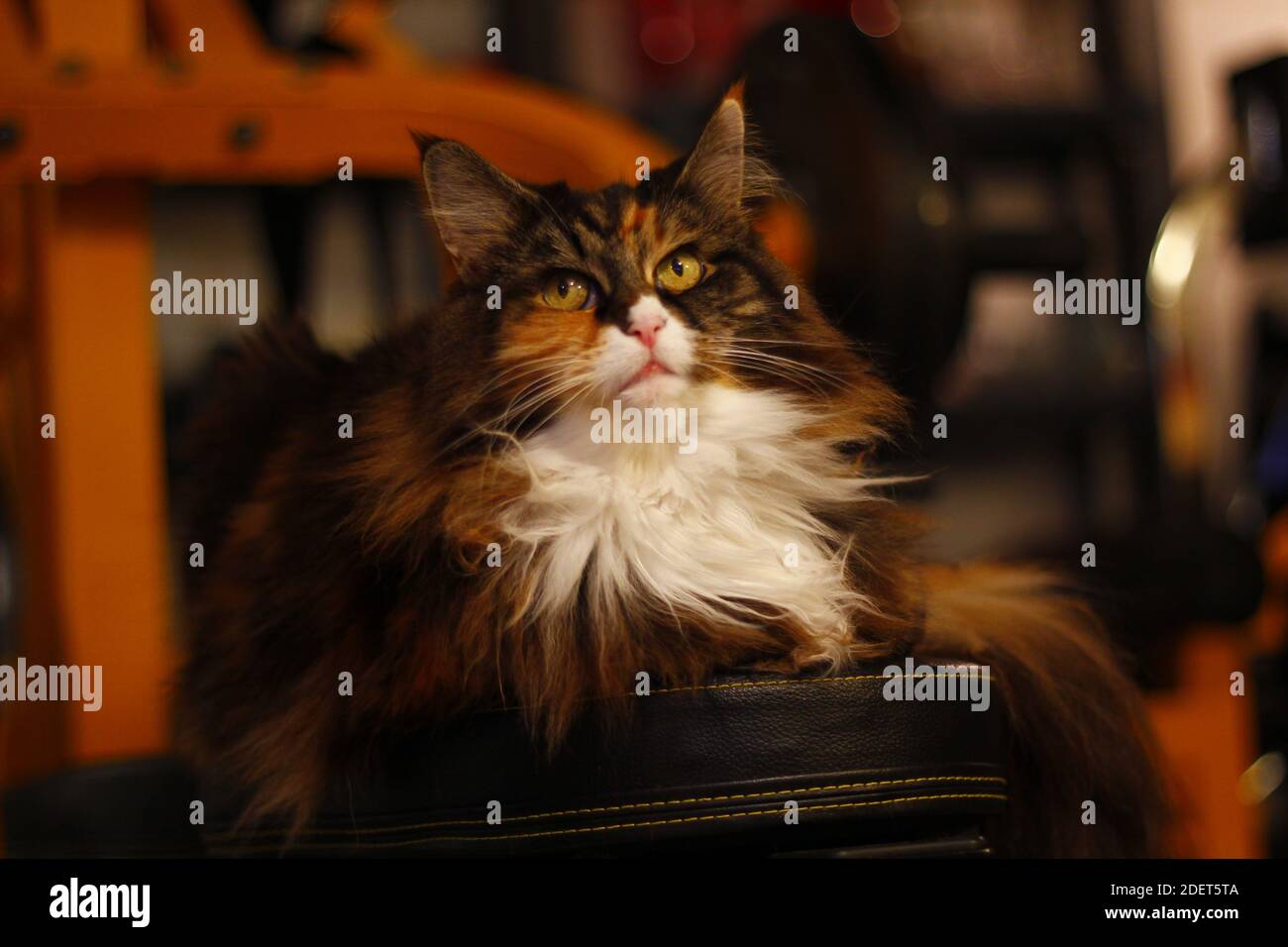 Maine Coon Cat on Home Exercise Gym Stock Photo - Alamy