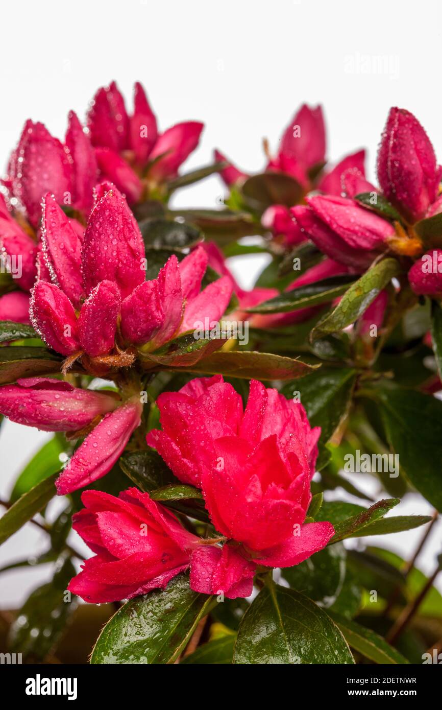 Azalea, Fönsterazalea (Rhododendron simsii Stock Photo - Alamy