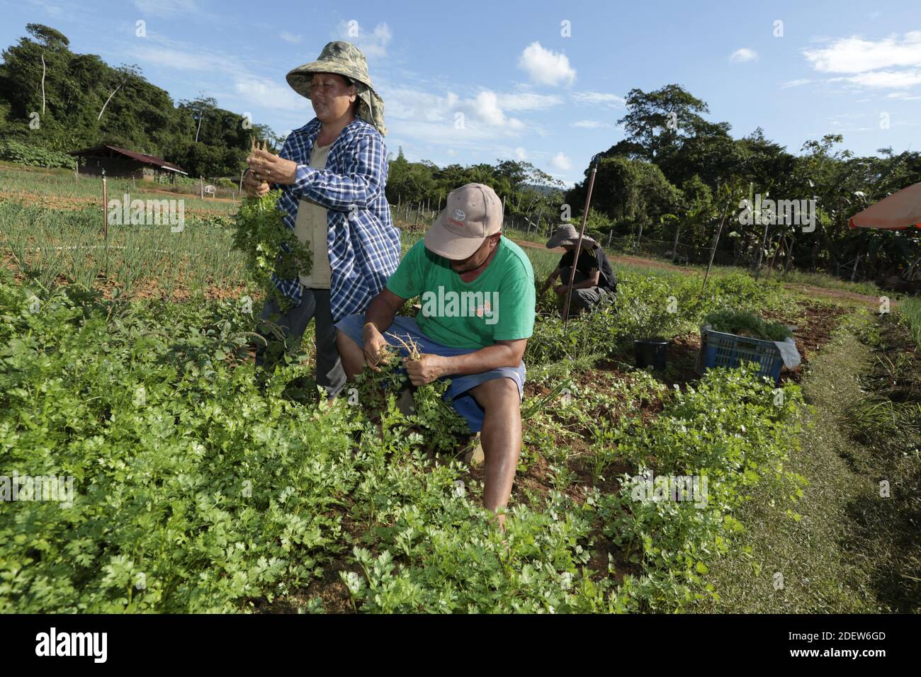 CACAO, FRENCH GUYANA -NOVEMBER 13: Daily life of the Hmongs farmers on ...