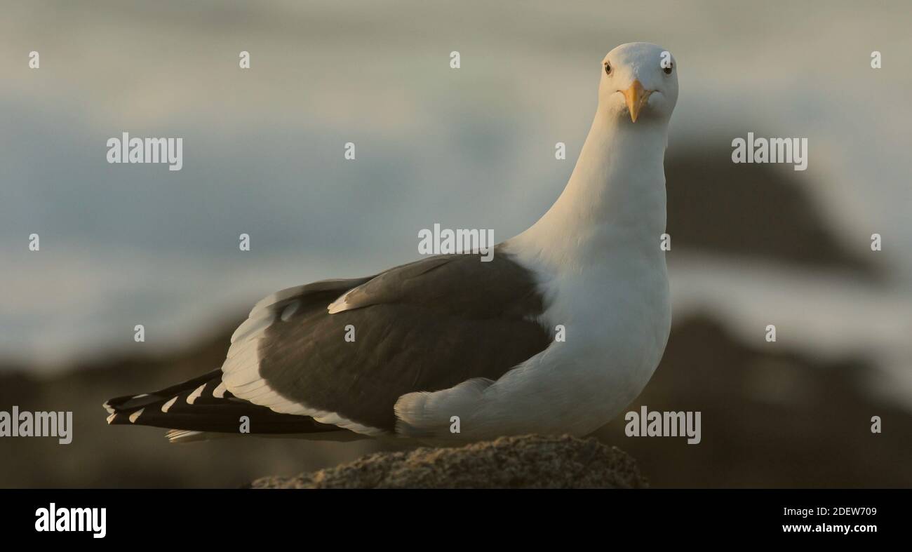 Gull black sea coast hi-res stock photography and images - Alamy