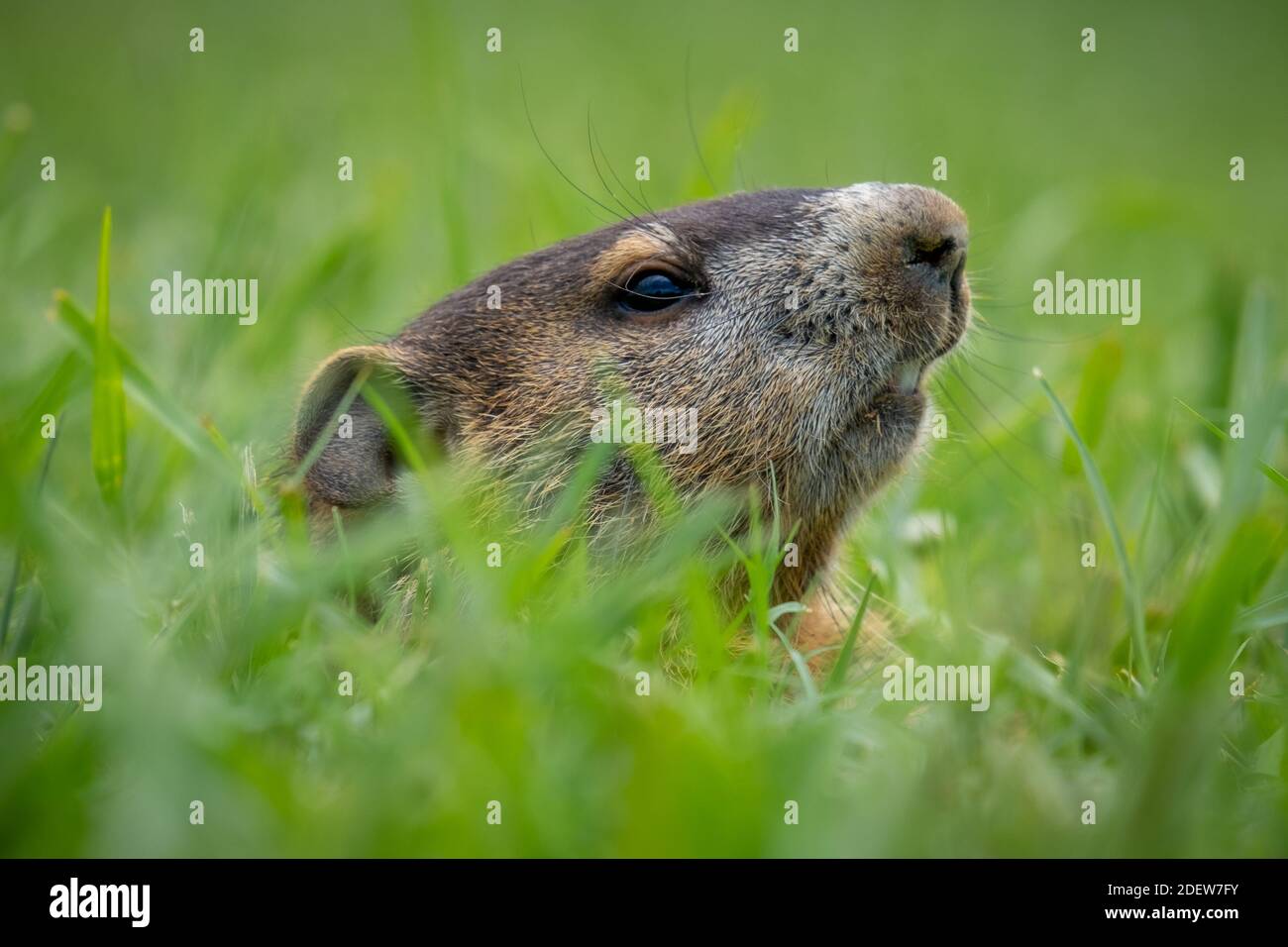 Groundhog burrow hi-res stock photography and images - Alamy